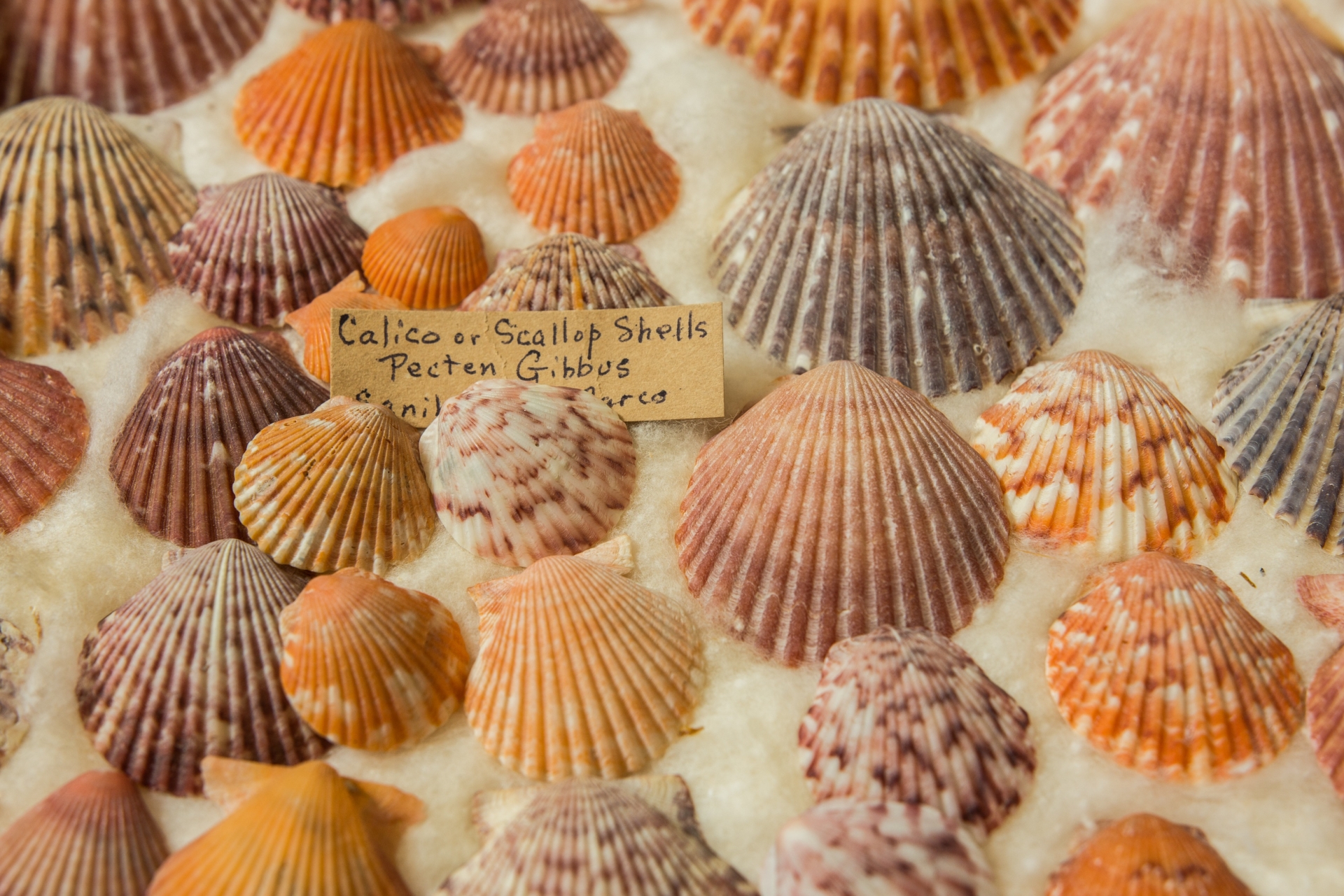 Florida Shell Collection | Voice Magazine